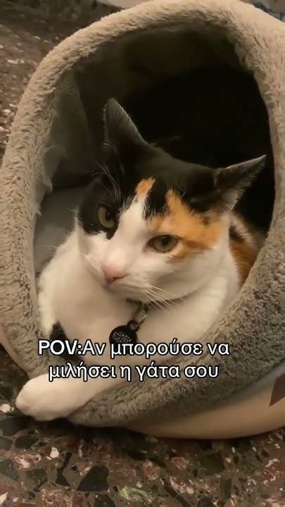 Αν μπορουσε να μιλησει η γατα Youtube