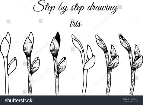 How Draw Iris Step By Step Stock Vector Royalty Free 1926453818 Shutterstock