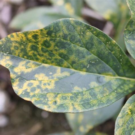 Mungbean Yellow Mosaic Virus Symptoms And Treatment