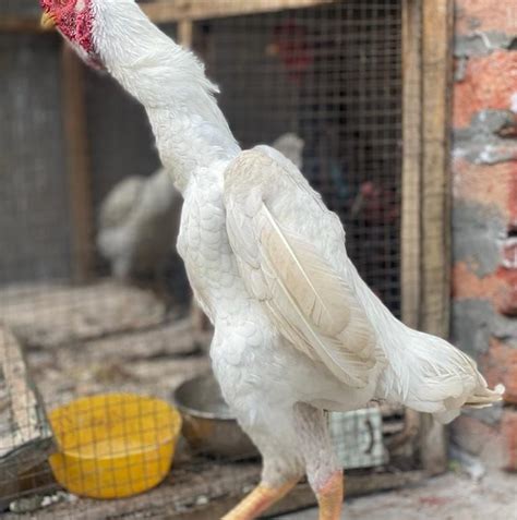 پوٹھوہاری داندی