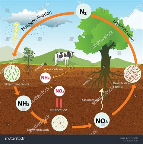 Nitrogen Cycle Vector Illustration Labeled Educational Vector