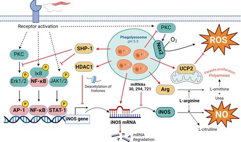 Frontiers Targeting And Activation Of Macrophages In Explore As
