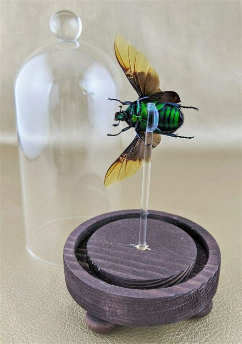 Taxidermy Bumble Bee Insect Bug Display Dome Stuffed Mummified Curio
