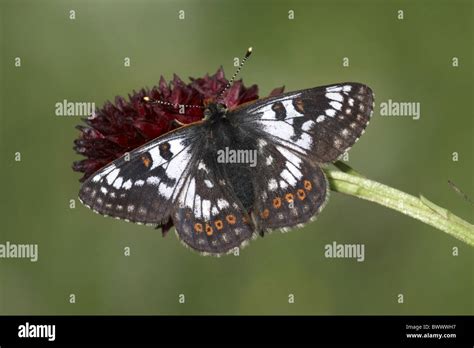 Cynthia S Fritillary Hypodryas Cynthia Adult Male Feeding On Black
