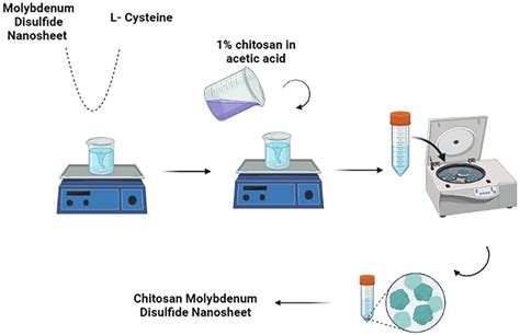 Strategy Involved In The Fabrication Of Chitosan Mos 2 Nanosheet