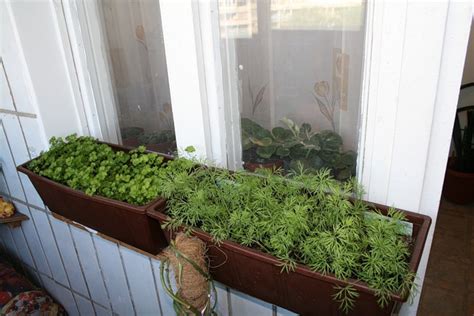 Укроп на подоконнике