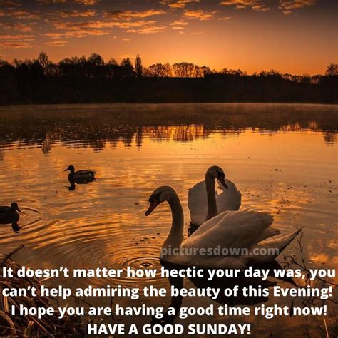 Good Evening Sunday Image Swans Picturesdown