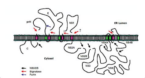 Schematic Representation Of Proteolytic Cleavage Sites On The Dengue