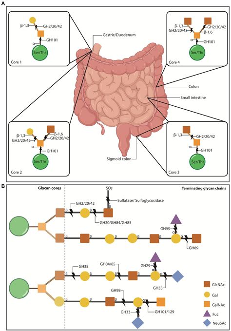 Frontiers Phage Encoded Carbohydrate Interacting Proteins 56 Off