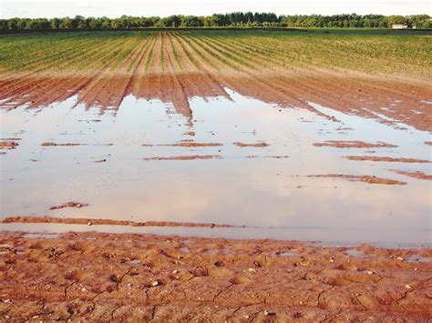 Преовлажняването е сериозен проблем за почвата и културите Български Фермер