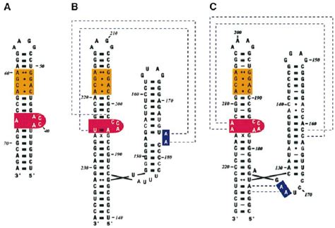 Secondary Structure Of Srp Rnas A Escherichia Coli B