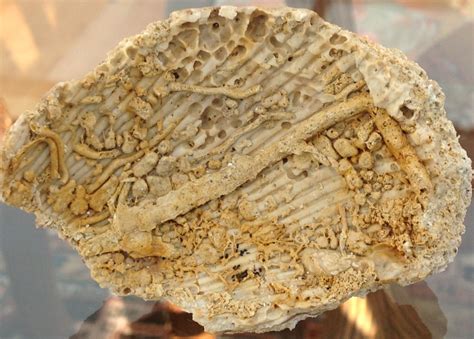 Bryozoans Sponge Fossil Id The Fossil Forum