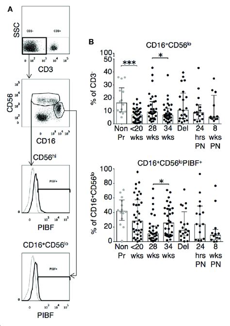 Cytotoxic Natural Killer Nk Cell Subtype With The Phenotype Cd16