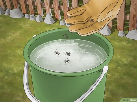 How To Kill Leaf Footed Bugs Identification And Control