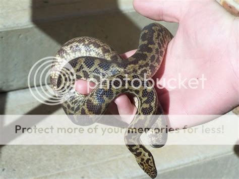 Few Of My Snakes Aussie Pythons Snakes Forum
