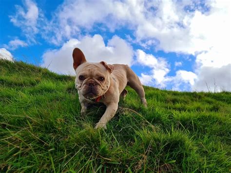 Can Dogs Have Cauliflower Ear