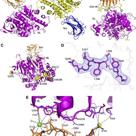Structure Of Neuroligin 1 A Ribbon Diagram Of A Nl1 Protomer Two Download Scientific Diagram