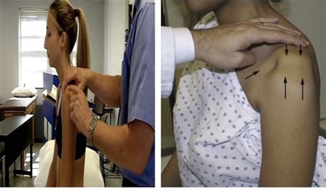 Shoulder Pathology And Special Tests Flashcards Quizlet