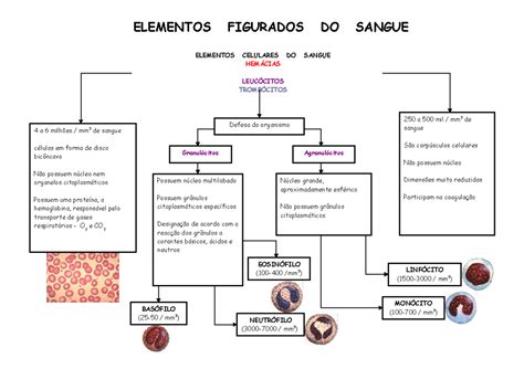 Elementos Figurados Do Sangue Elementos Figurados Do Sangue 250 A 500 Mil Mm 3 De Sangue São