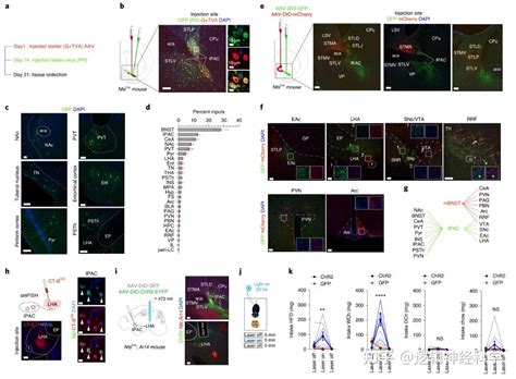 Nat Neurosci突破冷泉港实验室李波课题组揭示泛杏仁核结构调控饮食选择与能量代谢的神经机制 知乎