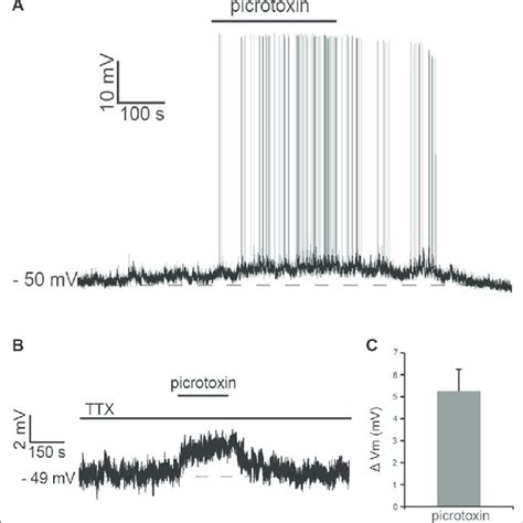 Tonic Gaba Inhibits Lts Interneurons A In A Lts Interneuron That