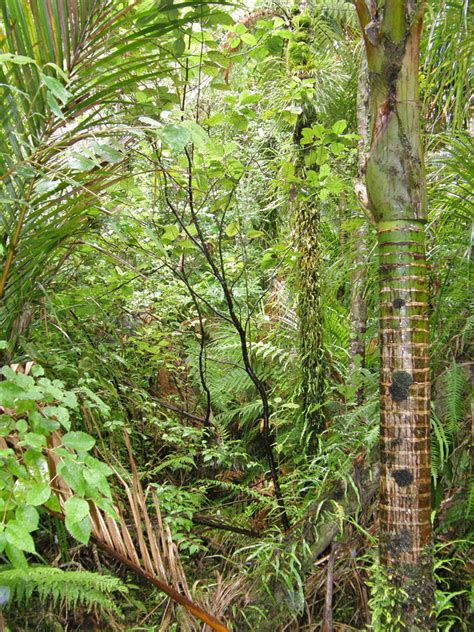 New Zealand North Island Temperate Rainforest Travel Photos By Galen