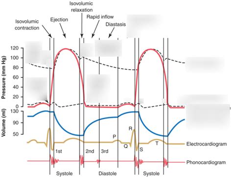 Diagram Of Cardiac Cycle Graph Quizlet