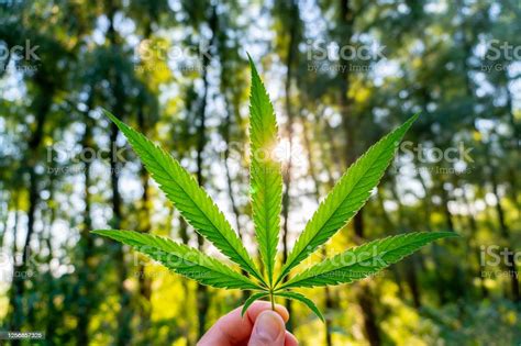 숲에 대한 대마초 잎 녹색 숲의 배경에 마리화나 잎을 들고 손 세계에서 합법화 와 의료 대마의 테마 마리화나 필드 농장에 녹색