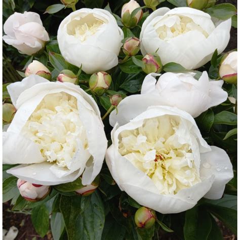 Купить [ Пион ДЮШЕСС ДЕ НЕМОРОУЗ Duchesse De Nemours ] в Витебске саженцы по низкой цене из