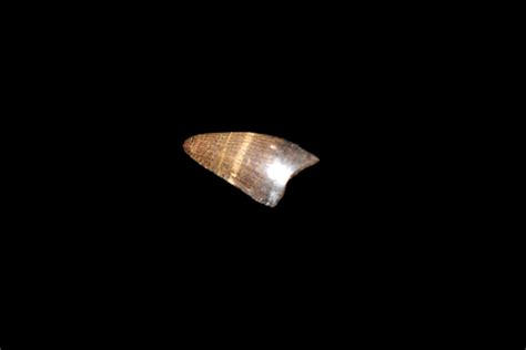 Lot 95 Fossilized Crocodile Tooth Hell Creek Frm Perkins