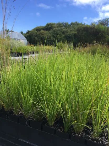Poa Poiformis Coastal Tussock Grass Local Seeds