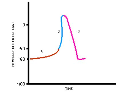 Sa Node Action Potential