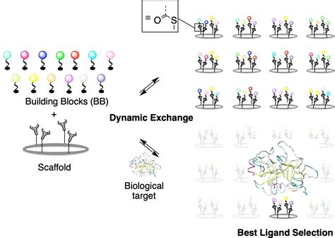 Analytical Tools For Dynamic Combinatorial Libraries Of Cyclic Peptides
