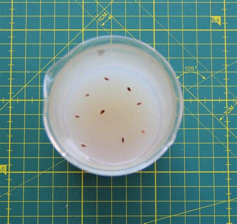 Agar Instead Of Soil Details Hackaday Io