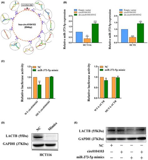 Circ0104103 Upregulates Beta‐lactamase‐like Lactb Expression By