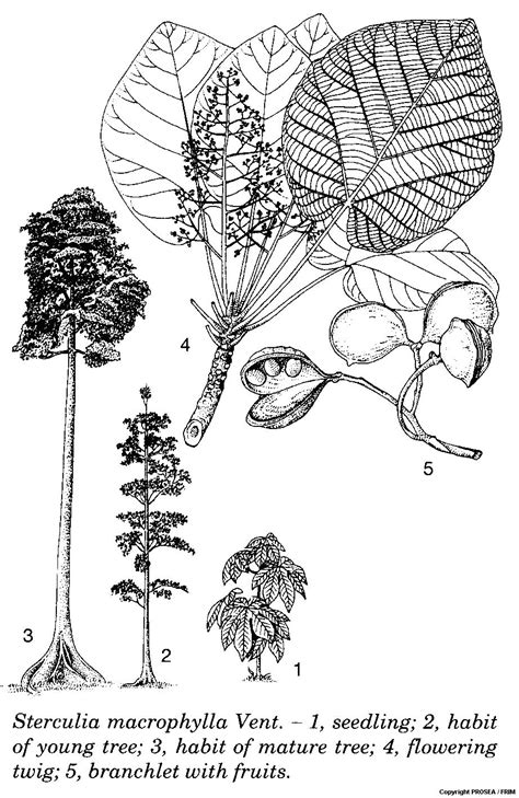 Sterculia Macrophylla Vent Globinmed