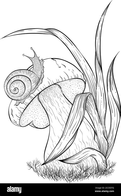 Escargot De Jardin Rampant Sur Des Champignons Illustration