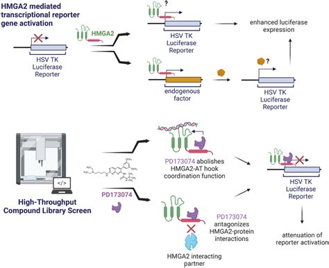The Fgfr Inhibitor Pd173074 Binds To The C‐terminus Of Oncofetal Hmga2