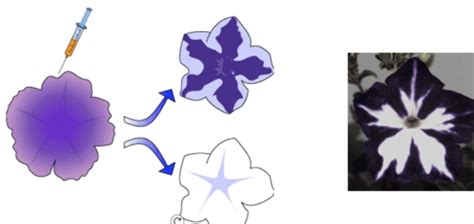 Small RNAs Flashcards Quizlet
