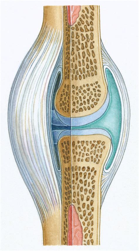 The Function Of Synovium In A Joint