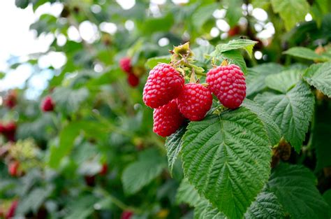 Red Berry Fruit Tree