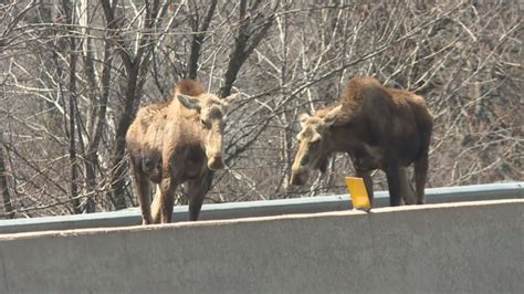 Moose Left Stranded And Starving By New Brunswick Flood Cbc News