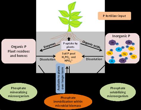 Schematic Representation Of Phosphorus Dynamics In Soil Download