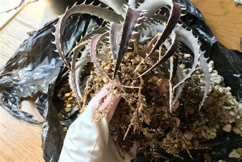 子株付きディッキアの植え替え〜鋭い葉の棘に注意 ボタニーク