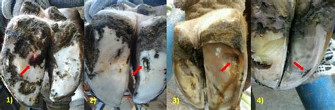 Laminitis Lesion Found During 2020 1 Sole Hemorrhage 2 Sole Ulcer