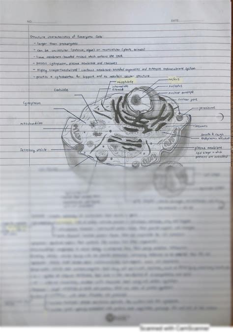 Solution Biochemistry And Cell Biology Cell Structure Studypool