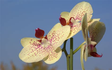Download Nature Orchid Hd Wallpaper