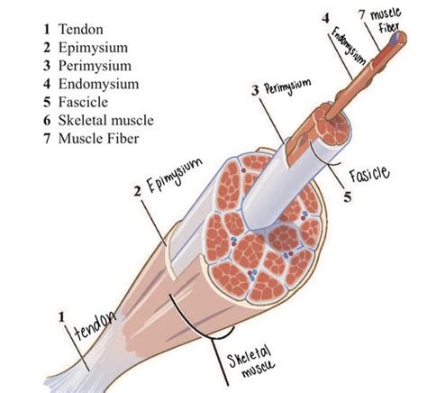 Lab 6 Muscle Structure Function Electromyography Flashcards Quizlet