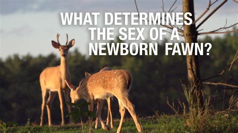 Sex Determinants Of Newborn Fawns Youtube