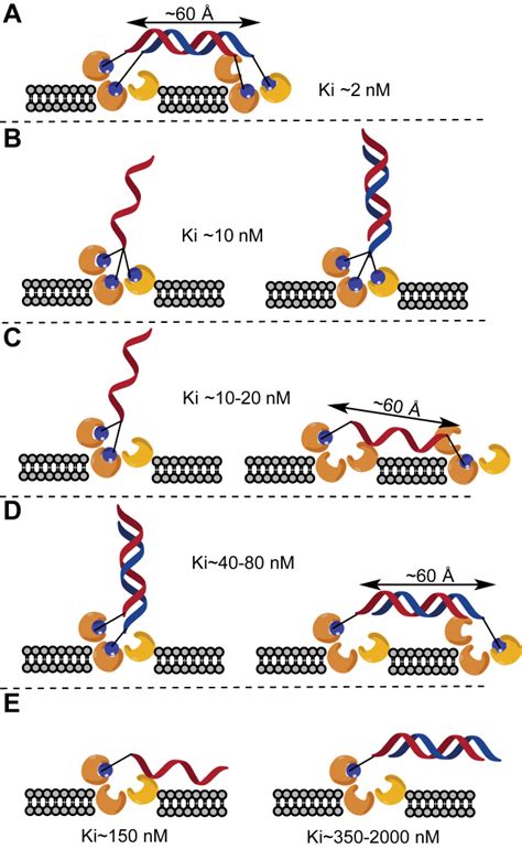 Characterizing The Effect Of Galnac And Phosphorothioate Backbone On Binding Of Antisense